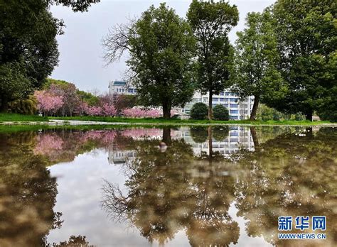 武漢大學櫻花開 財經中國網