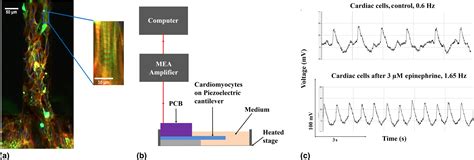 Piezoelectric Biomems Cantilever For Measurement Of Muscle Contraction And For Actuation Of