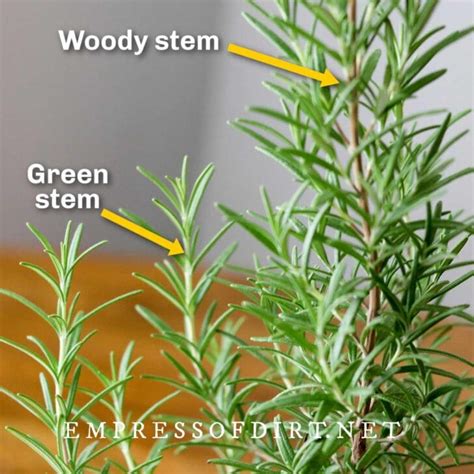 How To Grow Rosemary From Cuttings Indoors Or Outdoors