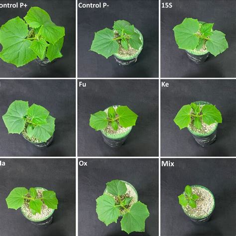 Representative Pictures Showing The Growth Of Cucumber Plants In The Download Scientific