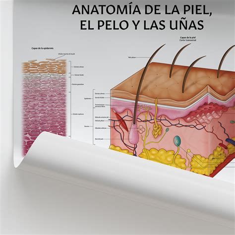 Capas De La Epidermis