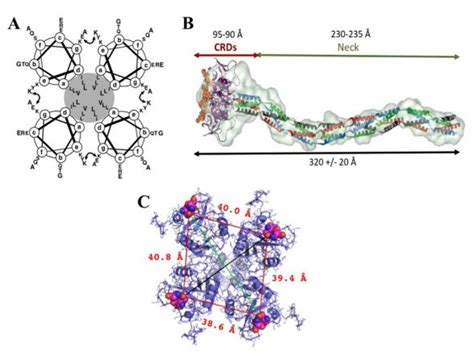 Structure And Function Of C Type Lectin Receptor Dc Sign Glycopedia
