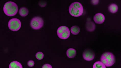 Artificial Nucleolus Model Reveals Step By Step Process Of Ribosome Assembly