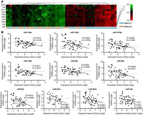 Clustering Analysis Showing That The Mrna Level Of Micrornas In Download Scientific Diagram