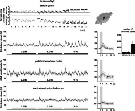 Electrophysiological Responses And Variations In Blood Oxygen