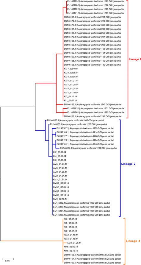 maximum likelihood tree of collected samples collected using the