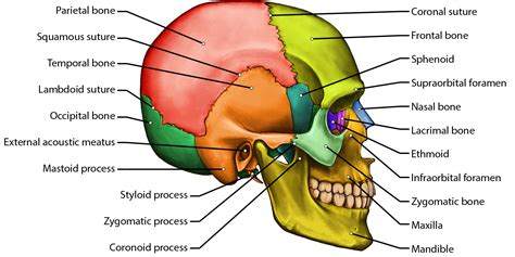 Axial Skeleton