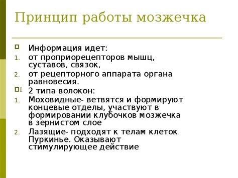 Органы нервной системы Спинной и головной мозг Рефлекторные дуги
