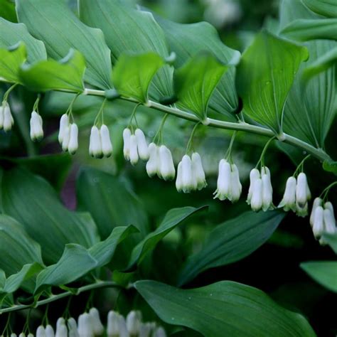 Buy Common Solomons Seal Syn Polygonatum Multiflorum Polygonatum × Hybridum