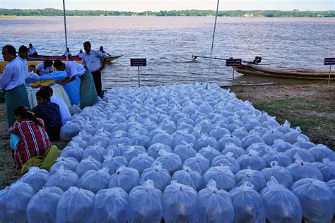 မကွေးတိုင်းဒေသကြီးအစိုးရအဖွဲ့ ဝန်ကြီးချုပ် ဦးတင့်လွင် ဧရာဝတီမြစ်အတွင်း ငါးမျိုး စိုက်ထည့်ပွဲ တက