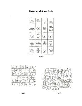 Cell Cycle Timing With Pictures By Simple Science Investigations