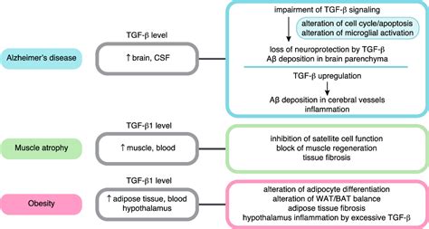 Figure from TGF β Signaling in Cellular Senescence and Aging Related Pathology Semantic Scholar