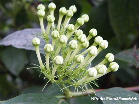 NParks Duperrea Pavettifolia
