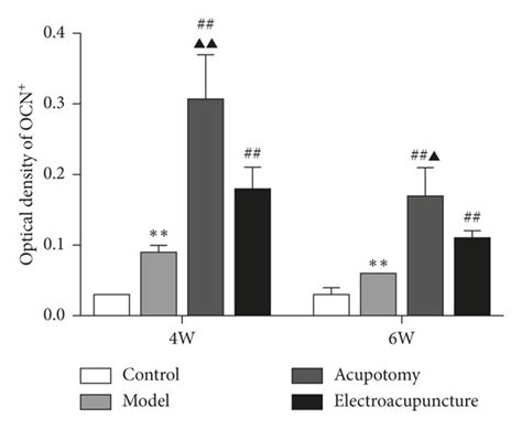 Acupotomy Intervention Enhanced The Expression Of Ocn In Koa