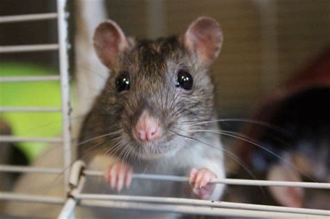 실험실 쥐 20마리 ‘처음 만나는 자유 작다고 홀대하지 마세요” 한국일보