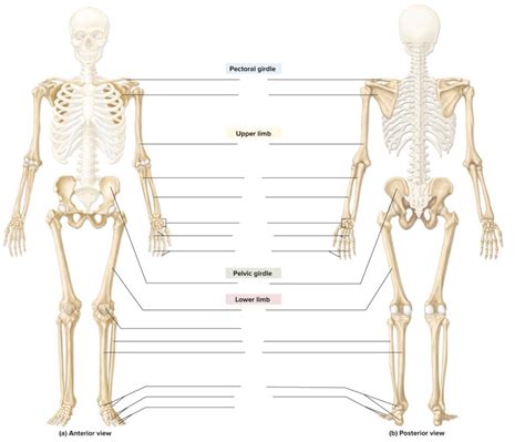 Overview Of Appendicular Skeleton Diagram Quizlet