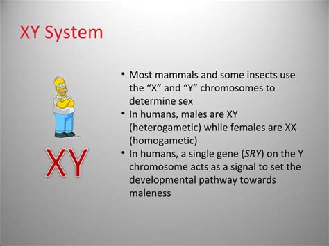 Sex Determination Linkage PPT