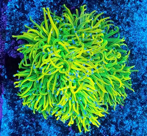 Asd Og Holy Grail Torch Coral For Sale Ultra Premium Lps Reef Gurus