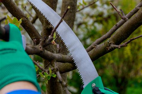 Pruning Saw Buyers Guide Harvest To Table