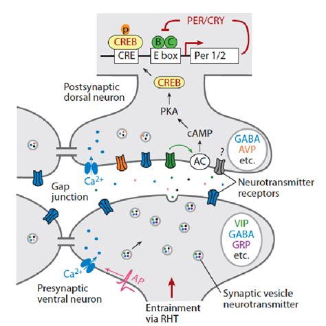 Coupling In The Scn Schematic Representation Of Intercellular Signaling