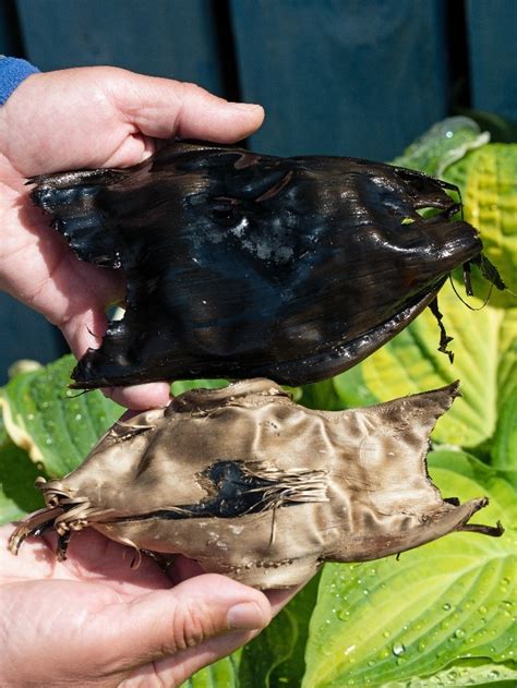 Flapper Skate Dipturus Intermedius North Sutherland Wildlife Group