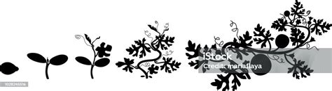 수 박 식물의 생활 주기입니다 과일와 성인 식물 씨앗과 새싹에서 수 박 성장의 단계 개발에 대한 스톡 벡터 아트 및 기타 이미지 개발 검은색 과일 Istock