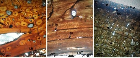 Iii Metacarpal Bone Histology A Lacmhc 26267 381 Icl Showing Download Scientific Diagram