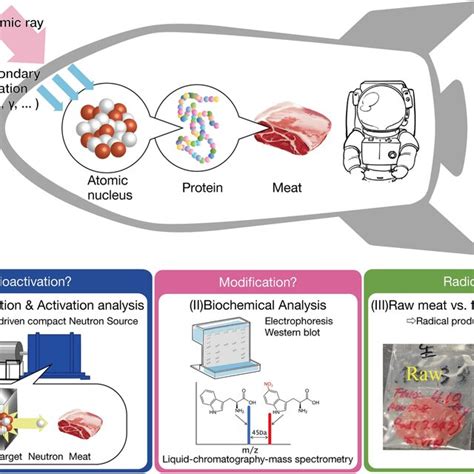 Neutron Dose Dependence Of Modification Signals Band No13 Download Scientific Diagram