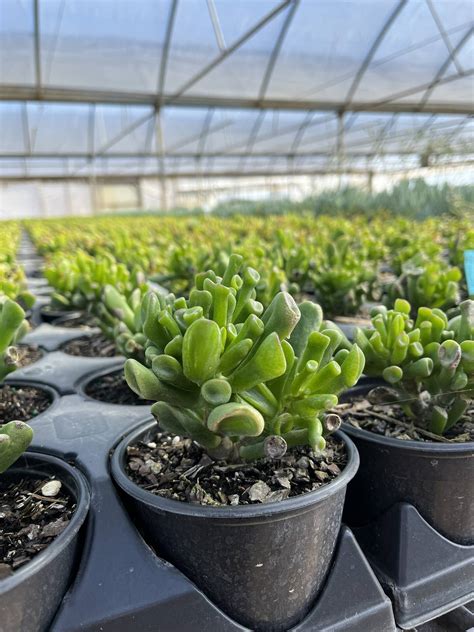 Crassula Ovata Gollum Creekside Nursery