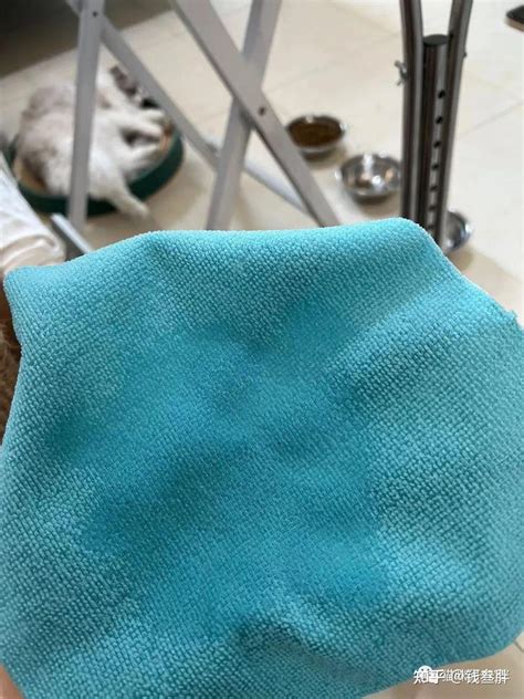 猫过于粘人怎么办一块毛巾让猫不再粘人且不伤感情 知乎