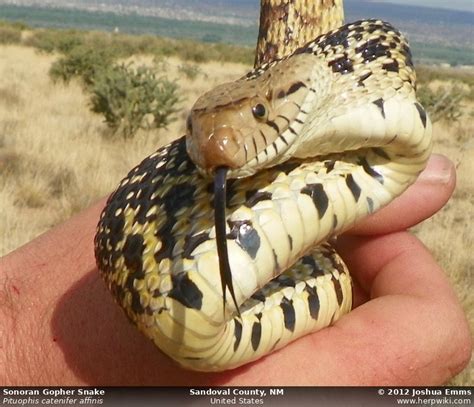 Nmhs Pituophis Catenifer Affinis