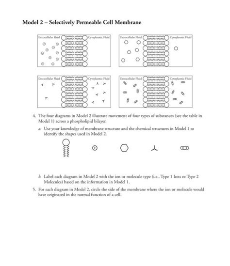 Model 2 Selectively Permeable Cell Membrane
