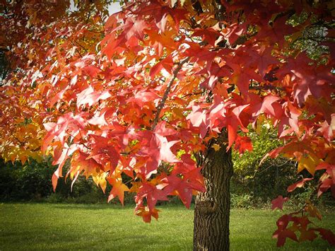 What Can A Sweet Gum Tree Be Used For At Randy Stambaugh Blog