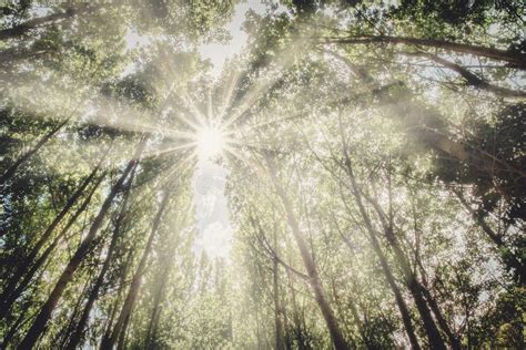 Misty Image Of The Sun Filtering Through The Branches Of Some Tall Trees In A Forest Stock Image