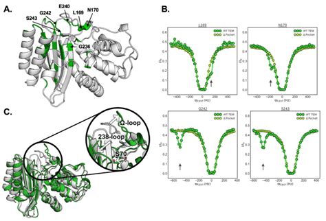 Structural Insight Into The Tem Open Ω Loop Pocket Population