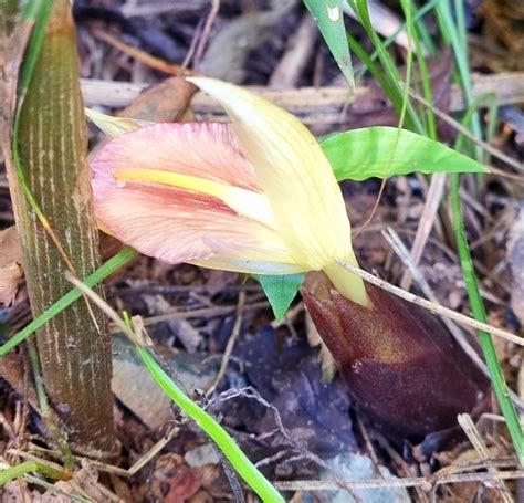 양하 호자넝쿨열매 뻐꾹나리 사철난 토란꽃 한국의 야생화 Band
