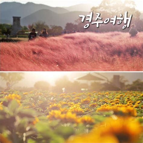 국내 여행지 추천 첨성대 경주 핑크뮬리 해바라기 10월 여행지 네이버 블로그