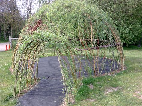 Making Trees From Living Willow Structures