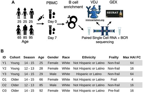 High Throughput Single Cell Profiling Of B Cell Responses Following