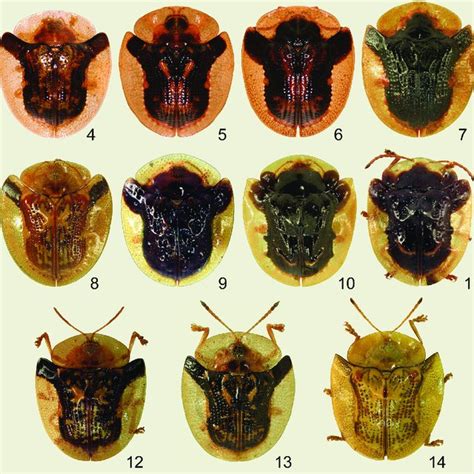 (PDF) Three New Species of Cassida Linné, 1758 from India and Note on ...
