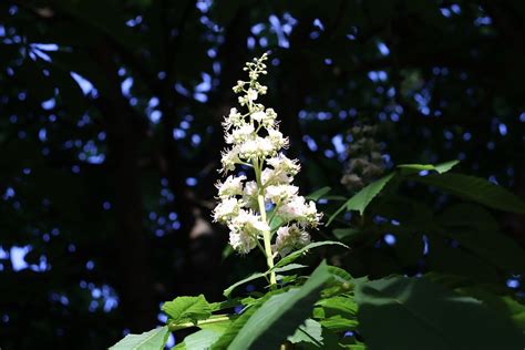 White Tree Leaf Free Photo On Pixabay Pixabay