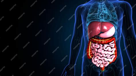 Ilustração 3d Da Anatomia Do Sistema Digestivo Do Corpo Humano Foto