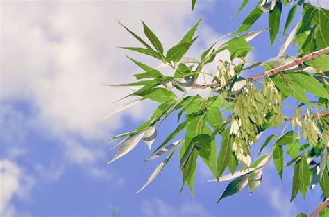 一切静谧而美好，如白蜡树的叶子和种子，原创摄影