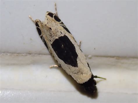 アトモンヒロズコガ Morophaga bucephala