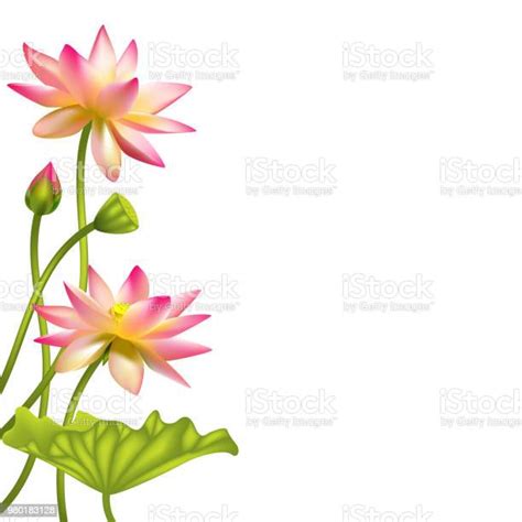 로터스입니다 꽃입니다 꽃 배경입니다 물의 백합 꽃 봉 오리입니다 꽃잎입니다 벡터 일러스트입니다 격리 흰색 배경입니다 테두리입니다 불교입니다 인도 스파입니다 화장품에 대 한