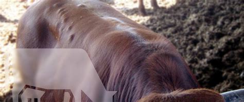 Hipodermosis Bovina Somosrumis Boehringer Ingelheim Animal Health España