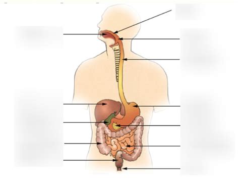 Diagram Of Gi Tract Quizlet