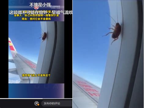 Large Cockroach Goes Viral For Crawling Inside A Plane Window