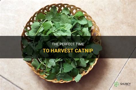 The Perfect Time To Harvest Catnip ShunCy
