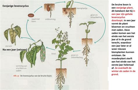 Diagram Van De Levenscyclus Van Mos